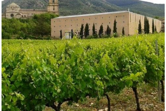 Degustación de vinos y visita a las Bodegas Irache, Navarra
