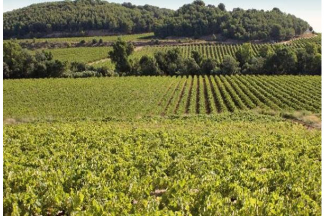 Visita y cata en Bodegas Pinord, Vilafranca del Penedès