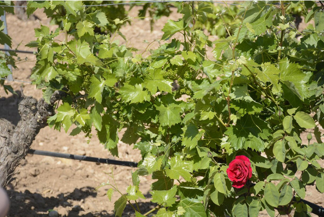 Visita a bodega en Arganda del Rey ¡Con cata de vinos!