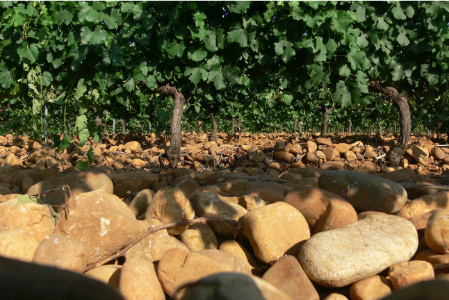 Visita a la Bodega Pardevalles en Valdevimbre ¡Con Cata!
