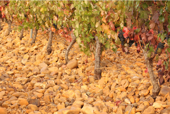 Visita a la Bodega Pardevalles en Valdevimbre ¡Con Cata!