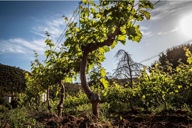 Visita a Celler Brugarol en Finca Bell-Lloc ¡con cata!