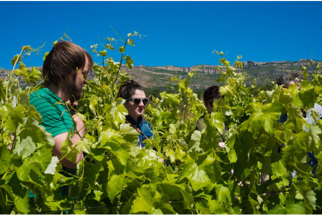Visita y cata en Celler Ronadelles Cap de Ruc, Montsant