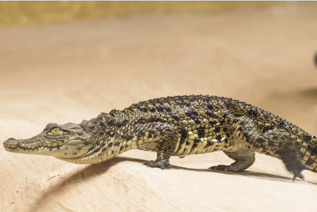 Crocodile Park ¡Vive un día emocionante en Málaga! | Aladinia