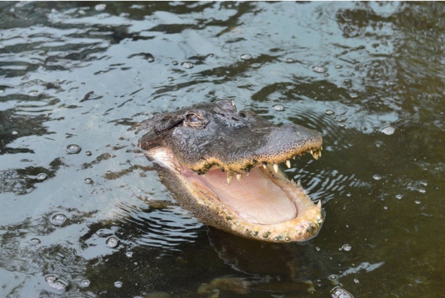 Crocodile Park ¡Vive un día emocionante en Málaga! | Aladinia