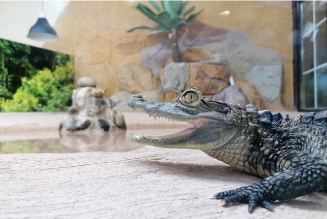 Crocodile Park ¡Vive un día emocionante en Málaga! | Aladinia