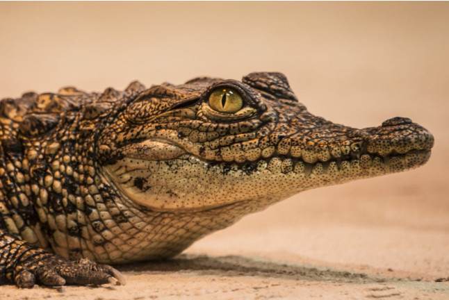 Crocodile Park ¡Vive un día emocionante en Málaga! | Aladinia