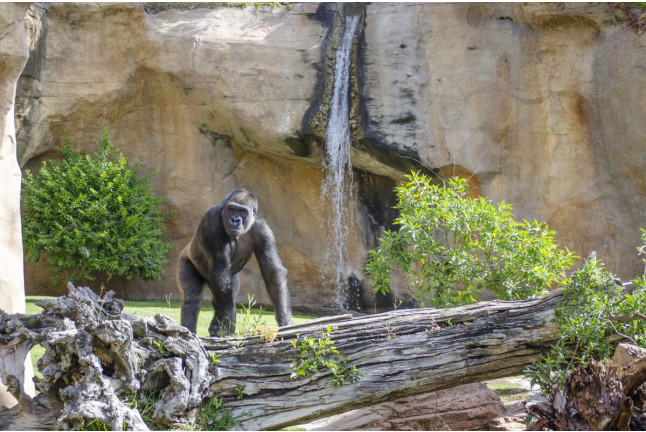 Entradas al Bioparc, Fuengirola. ¡Conoce ahora la naturaleza!