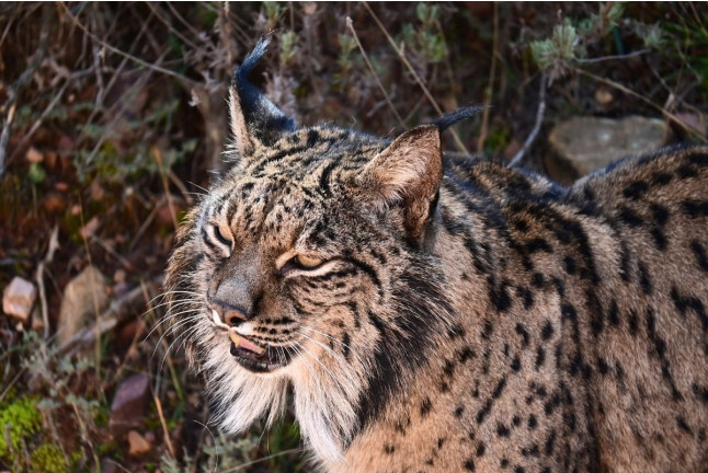 La Maleza Parque de Fauna en Teruel ¡Vive la naturaleza!
