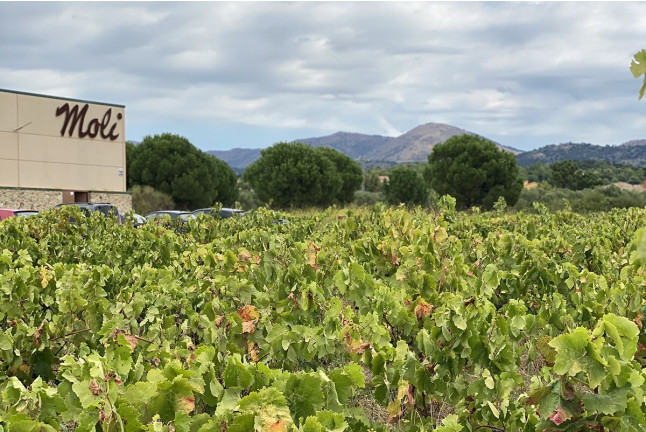 Visita a Masetplana de Garriguella ¡Disfrutad! | Aladinia