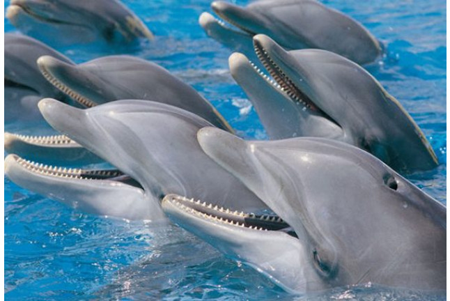 Twin Ticket: Loro Parque y Siam Park. ¿Te lo perderás?