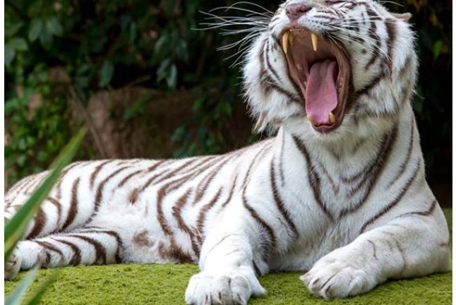 Twin Ticket: Loro Parque y Siam Park. ¿Te lo perderás?