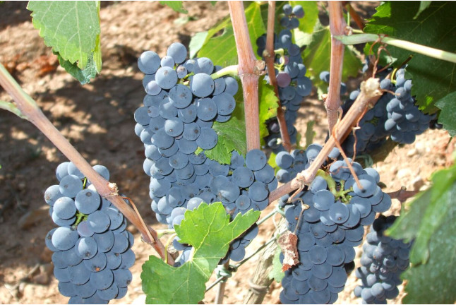 Visita con comida en Celler Grau i Grau de Barcelona | Aladinia