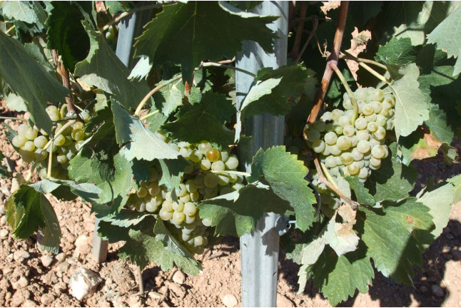 Visita con comida en Celler Grau i Grau de Barcelona | Aladinia