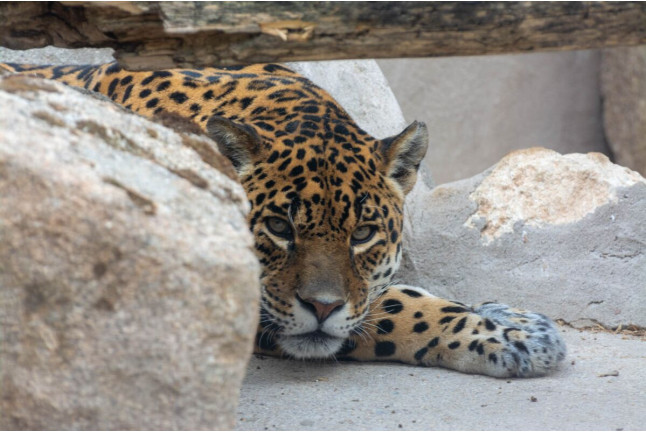 Zoo Koki en Toledo ¡Entradas aquí! | Aladinia